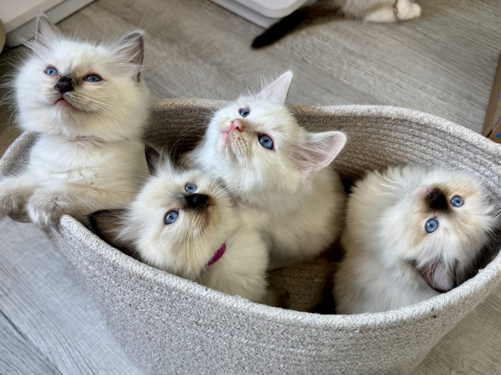 #1 Adorable Ragdoll Kittens for Sale in Los Angeles | Trusted Ragdoll ...